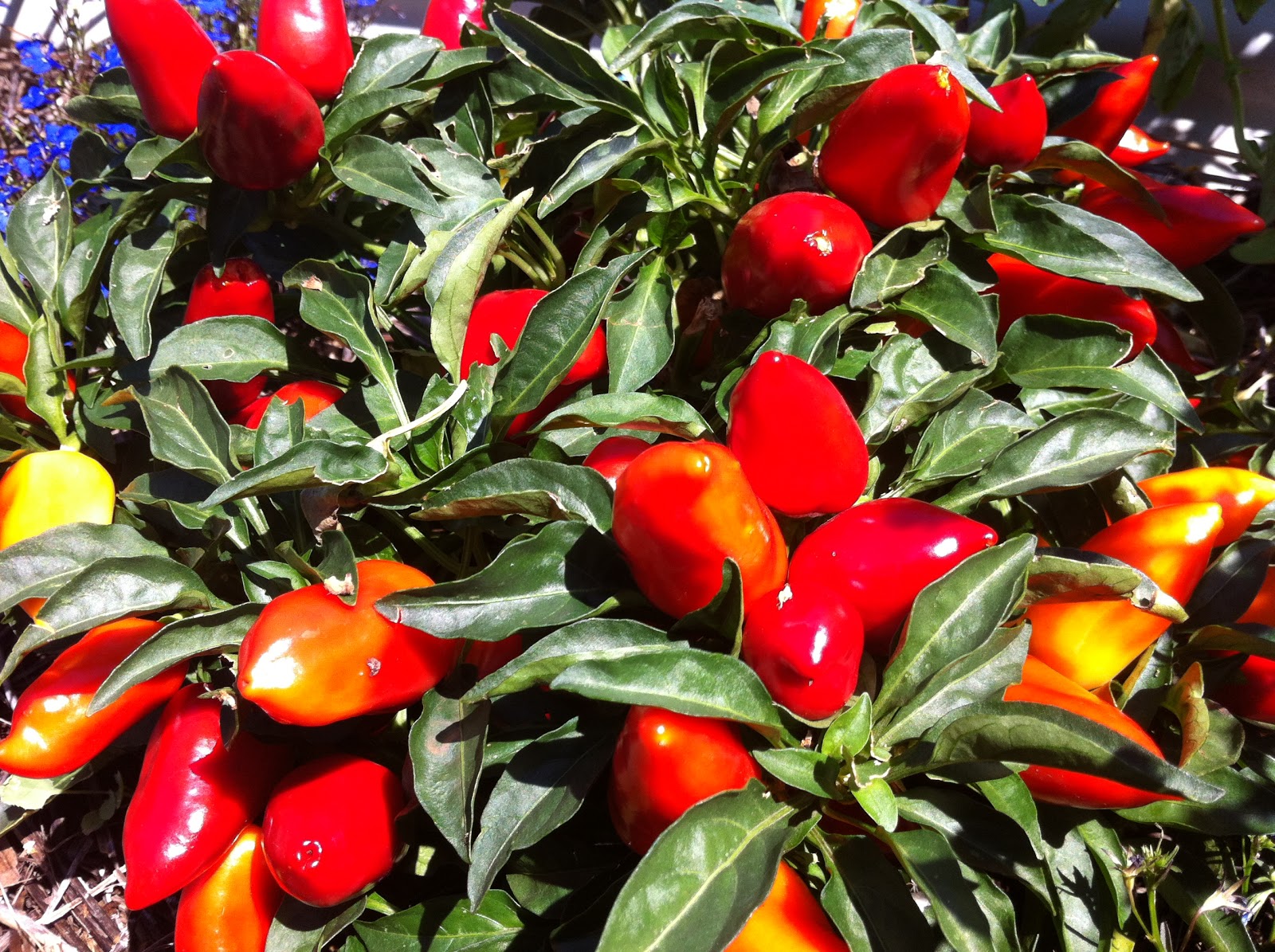 Living In The Land Of Oz: Sweet Chilli Temptations